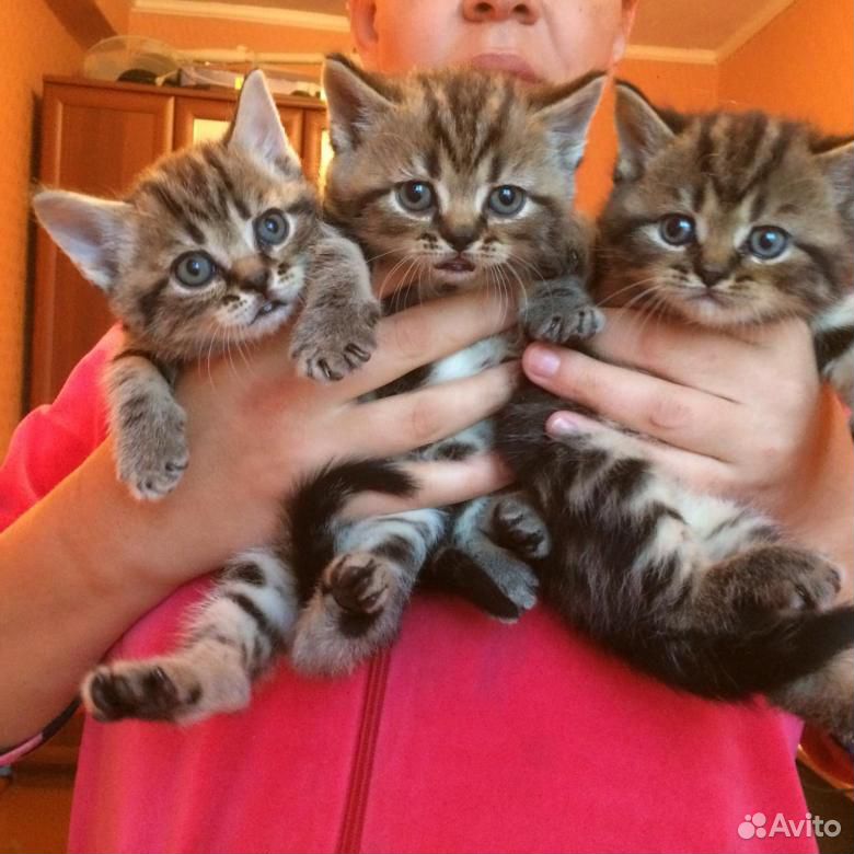 Шотландские котята