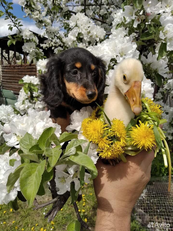 Известный питомник Такс Луи де Бурбон