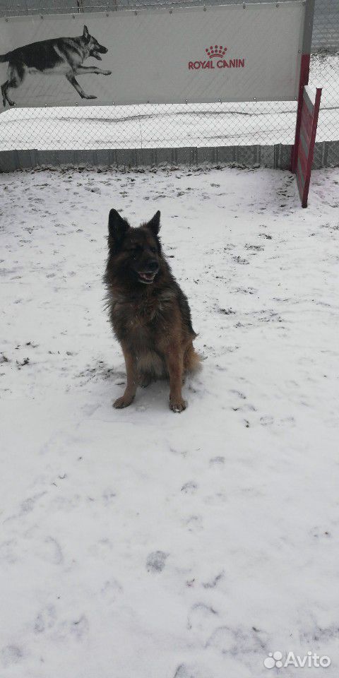 Вязка кобеля немецкой овчарки длинника