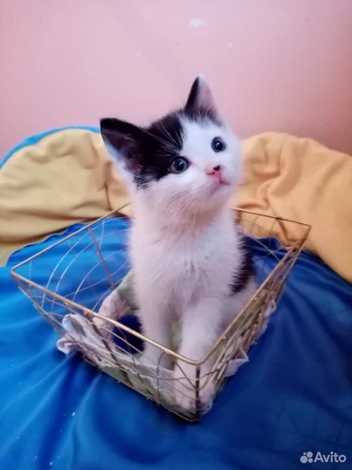 Кото-детки в поисках дома