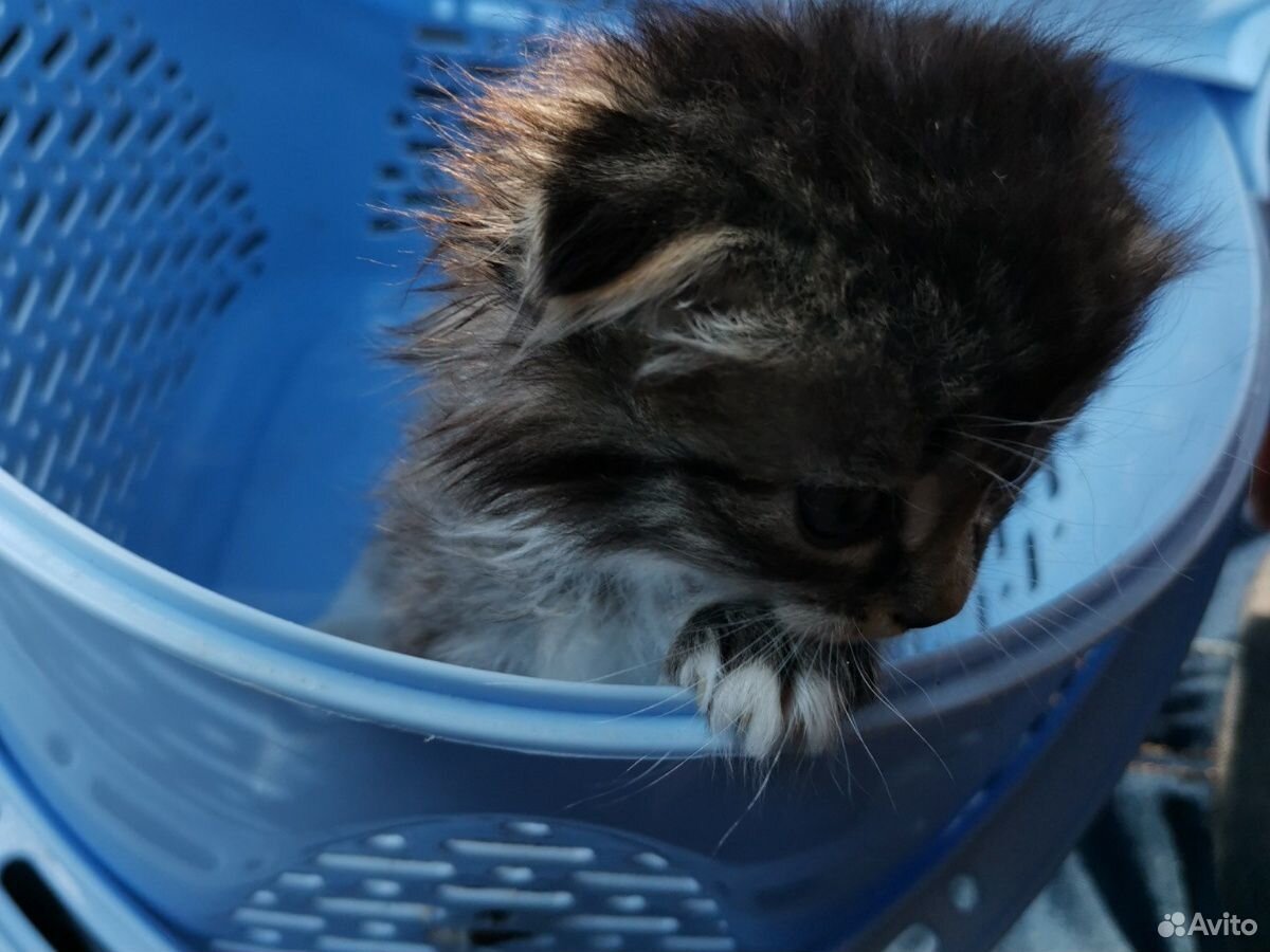 Котенок остался последний вислоухий помесь