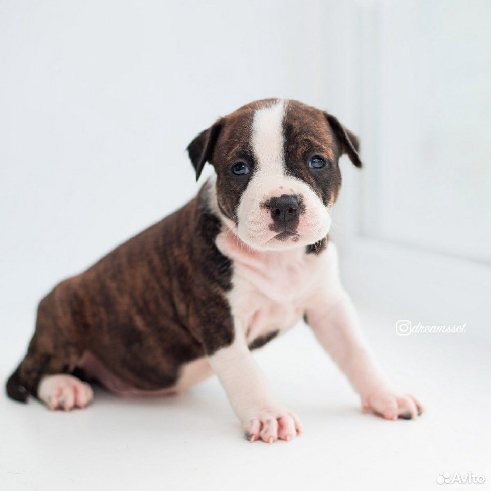 Великолепная амСтафф девочка