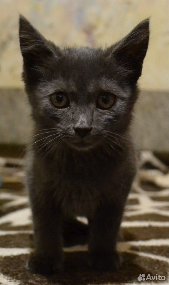 Котенок в добрые руки