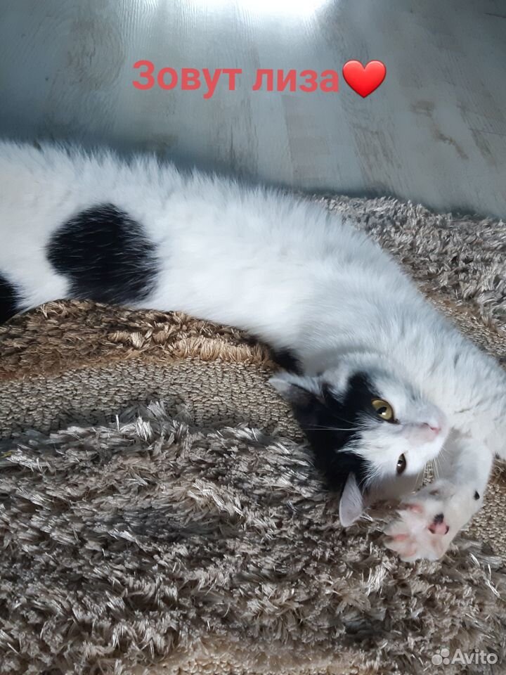 Продам кошку
