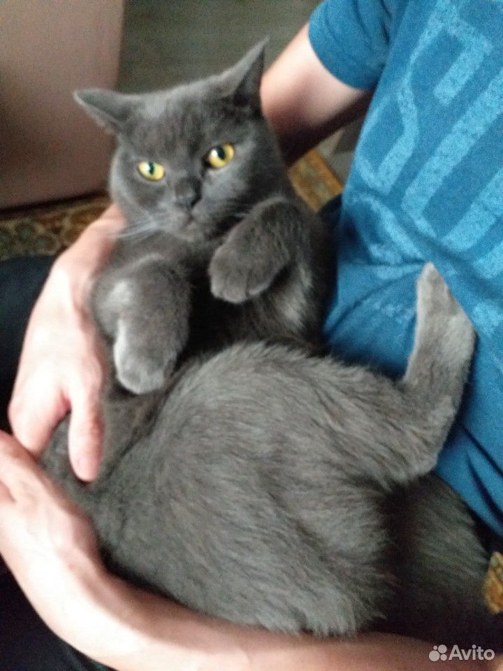 Кот