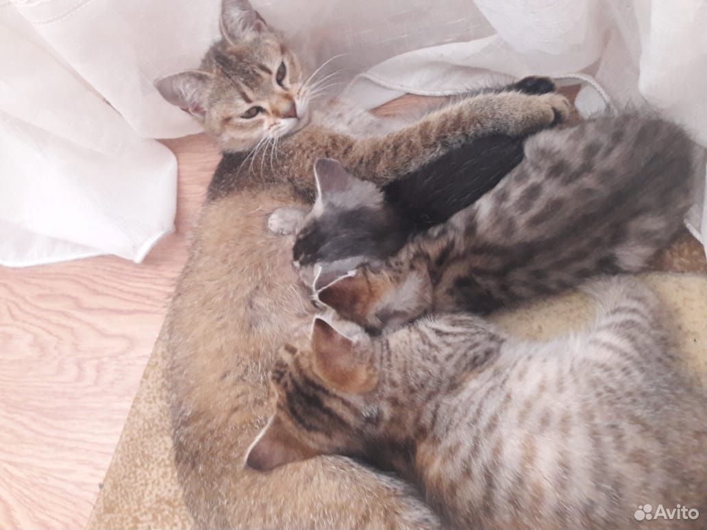 Отдам котят абиссинки в хорошие руки