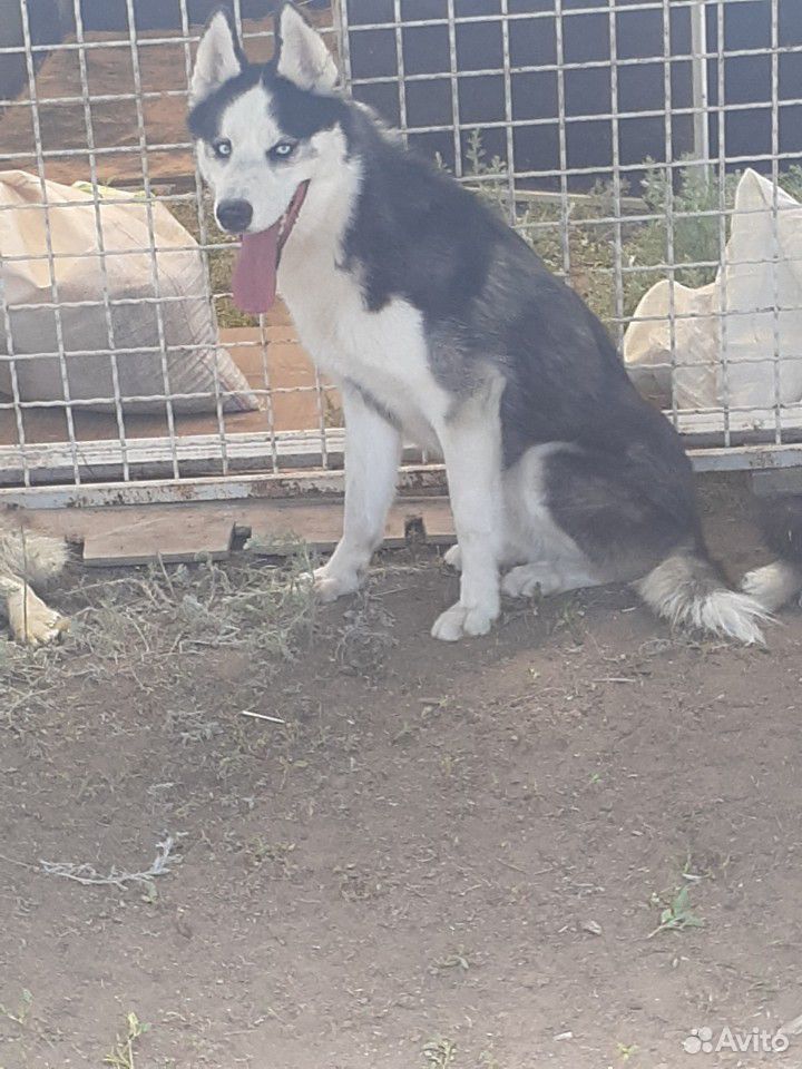 Шикарные мальчики Хаски