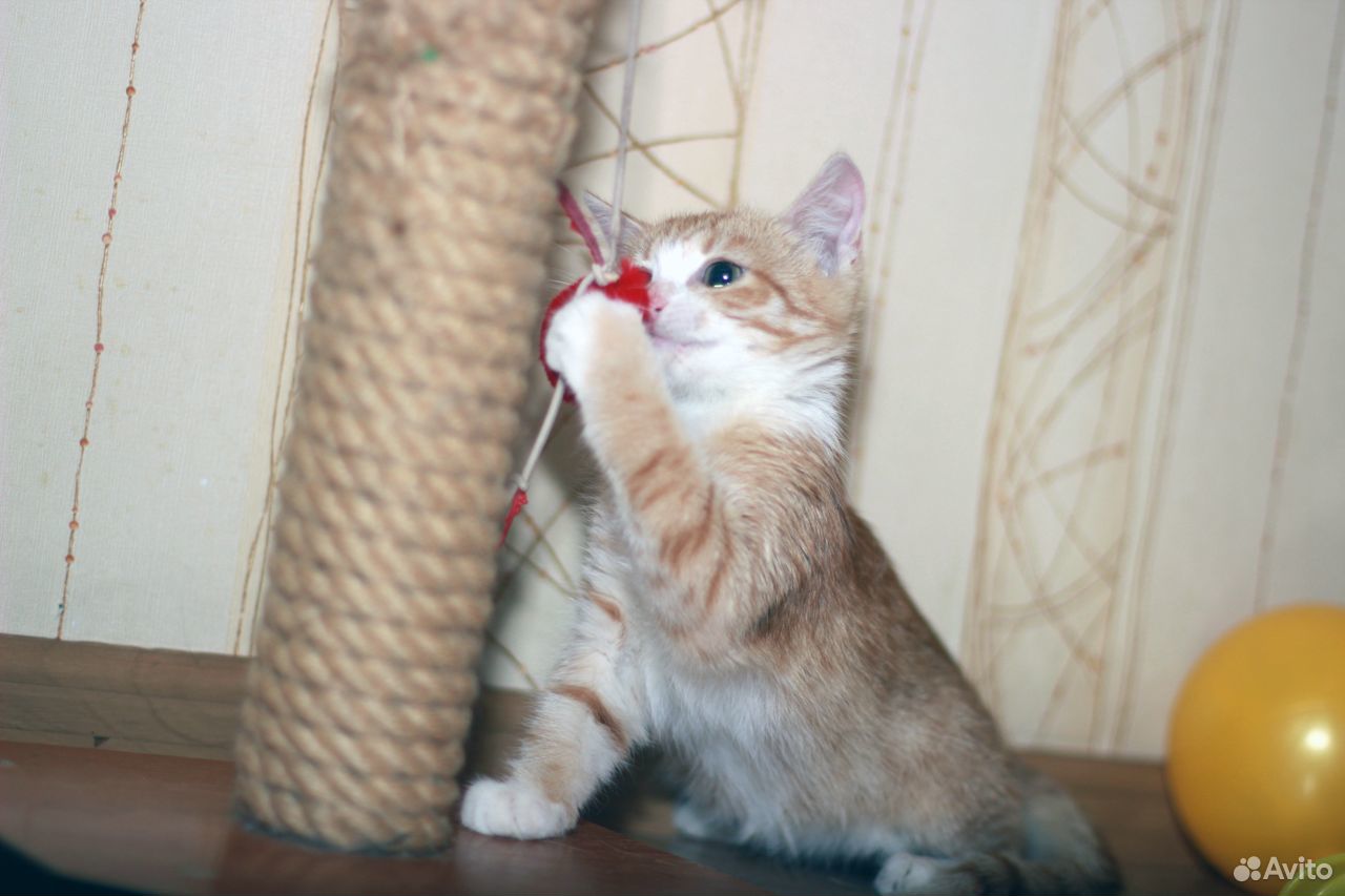 Рыжий котёнок Норис, 2,5 мес