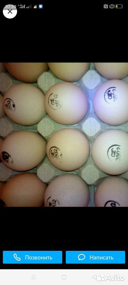 Инкубационное яйцо цыплят бройлера