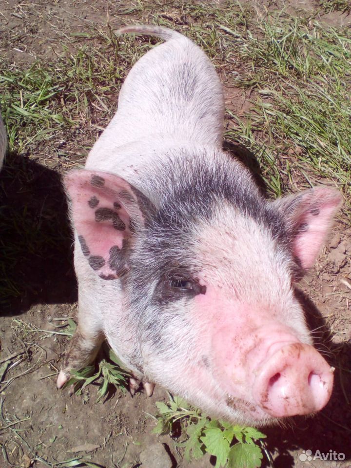 Вьетнамские вислобрюхие поросята, девочки, мальчик