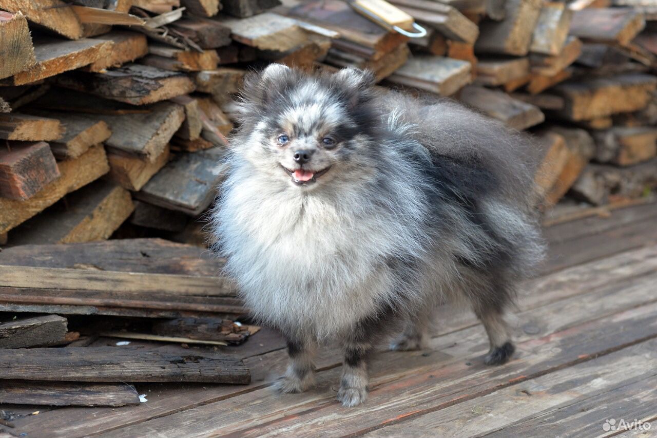 Шпиц Blue Merle вязка