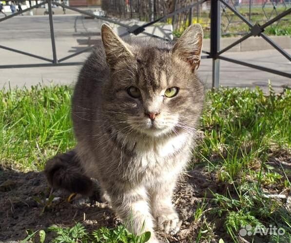 Косоглазик Сеня в добрые руки