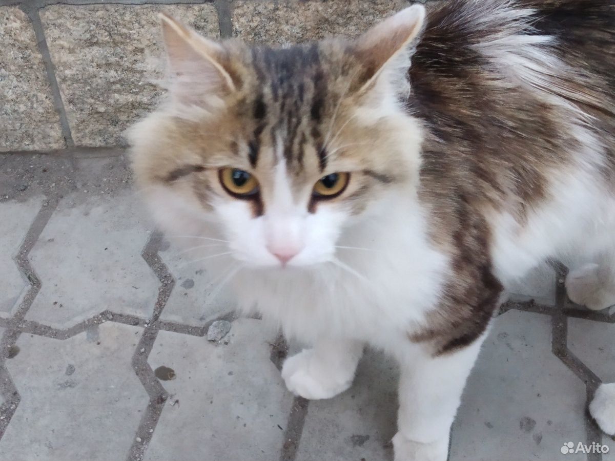 Кот мышелов