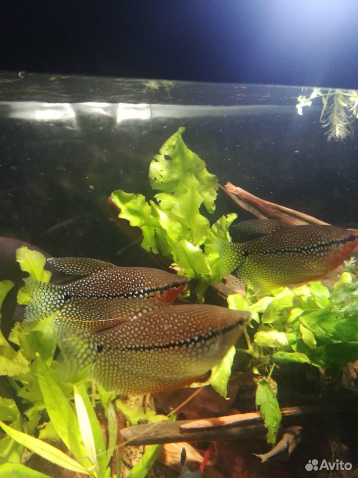 Жемчужные гурами