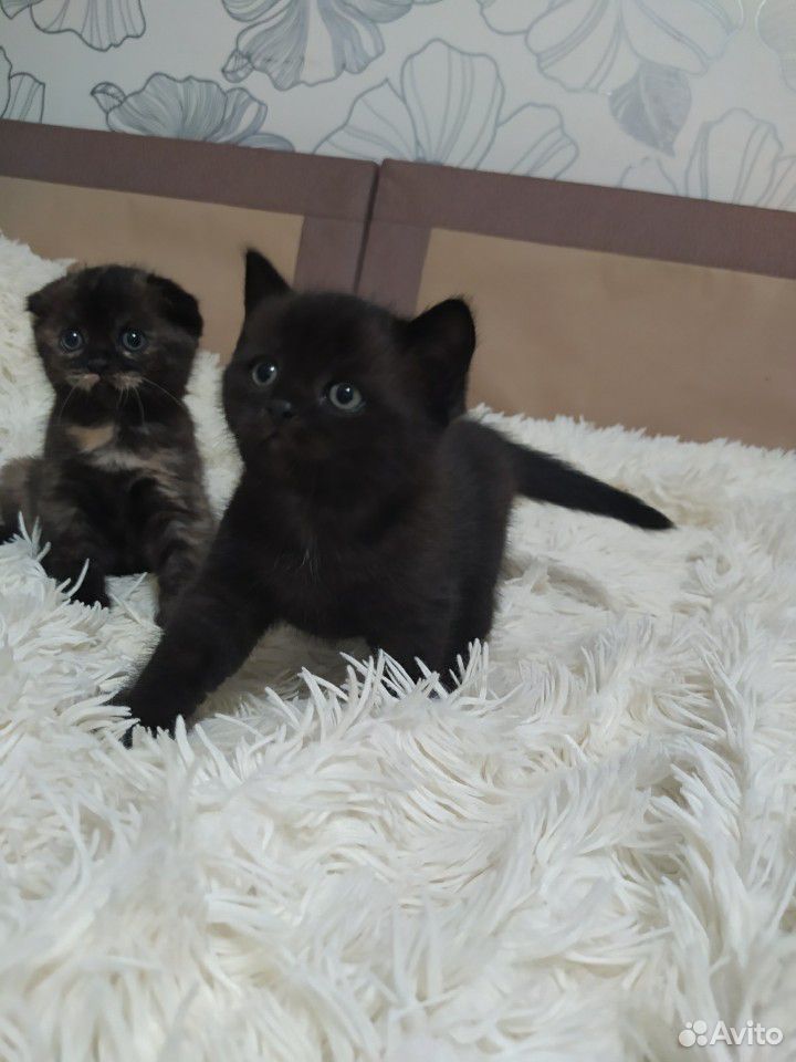 Шодландские котята