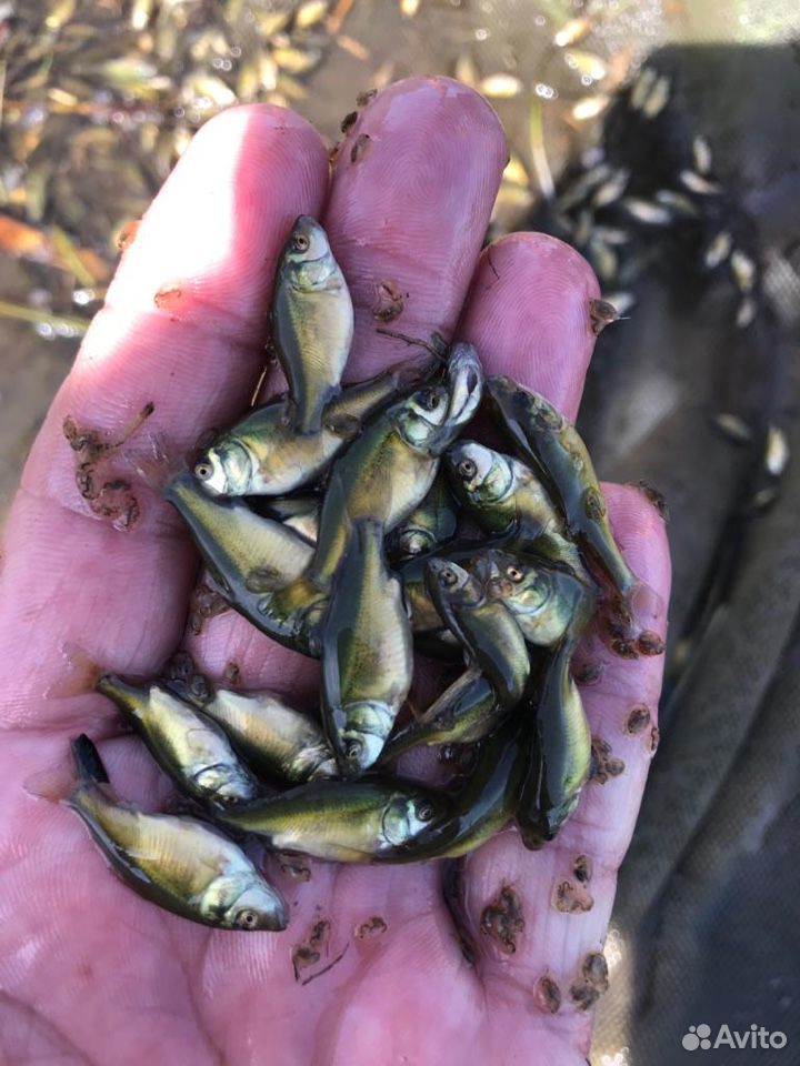 Мальки Рыбы, карп венгерский, зарыбление, рыбопоса