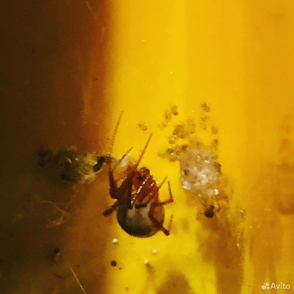 Индийский паучок путешественник в добрые руки