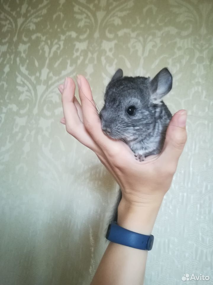 Шиншиллята