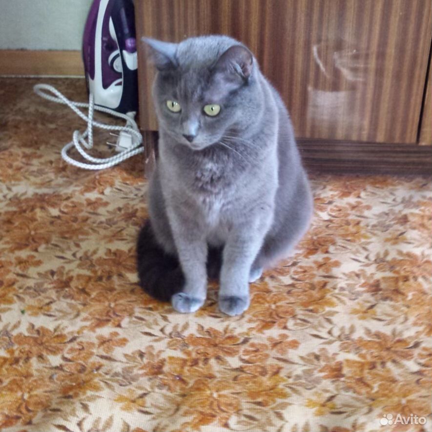 Кошка Ксюша русская голубая в добрые руки