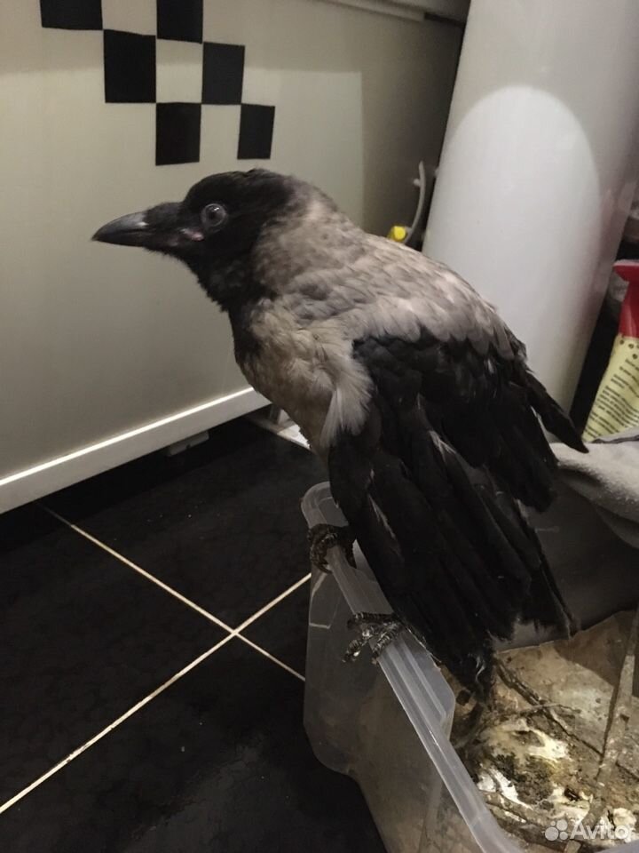 Серая ворона