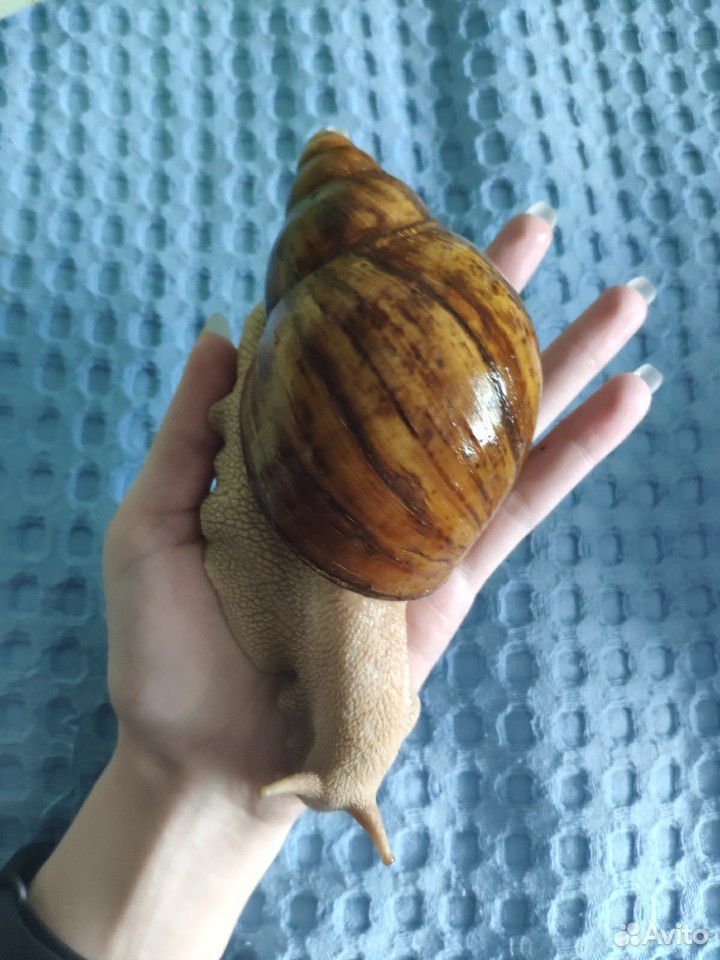 Архахатины взрослые