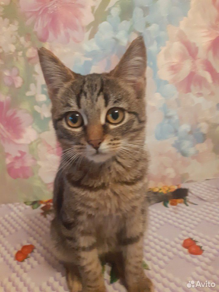 Котомалыш в добрые руки
