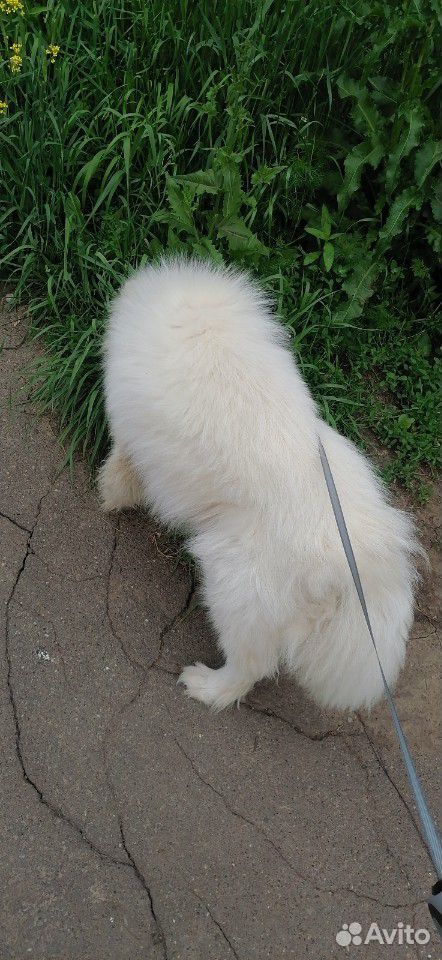 Шерсть самоеда