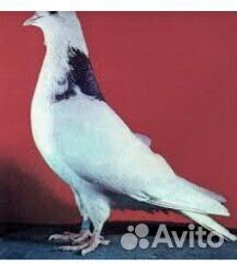 Голуби гривны