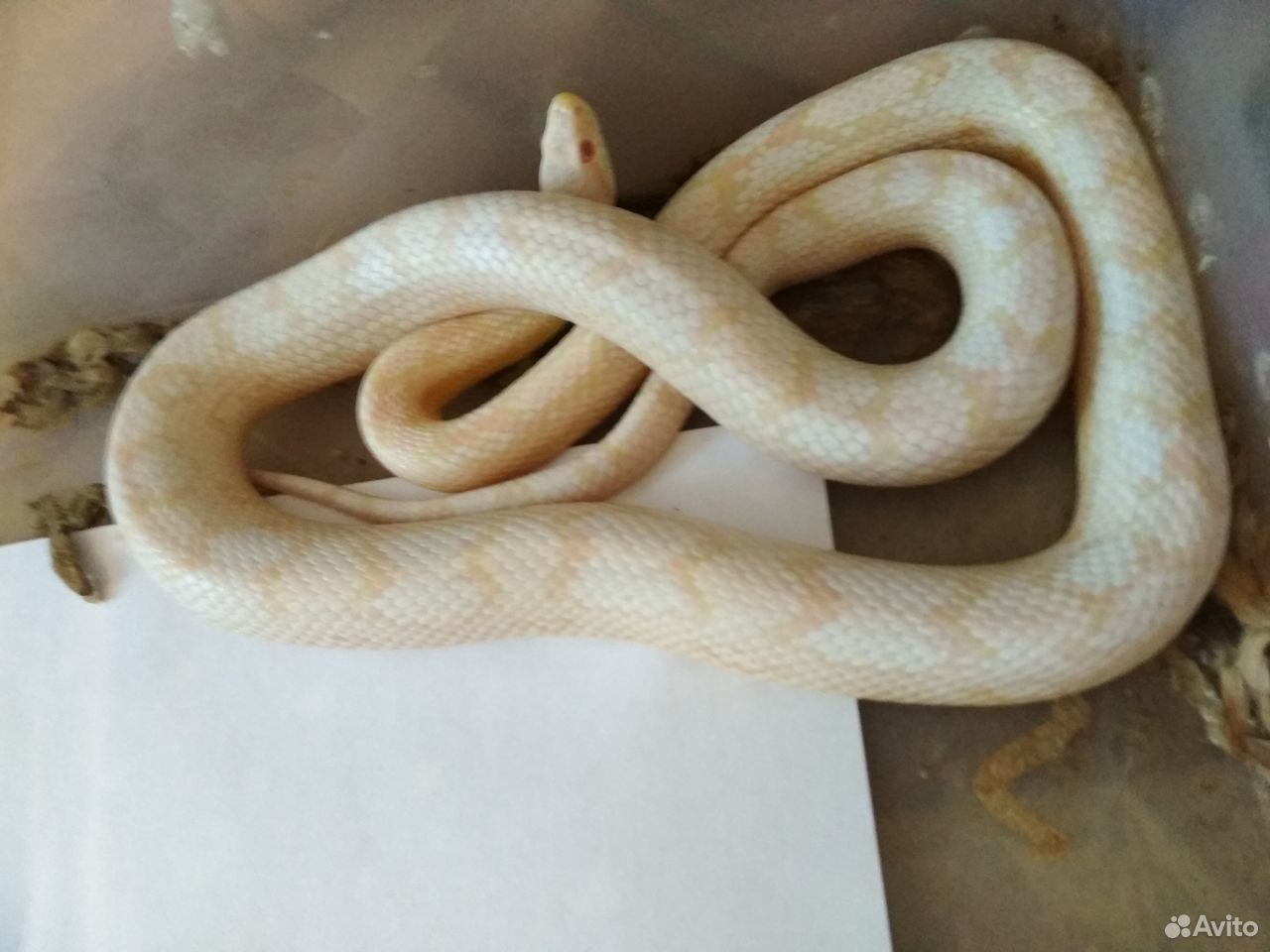 Маисовый полоз взрослый