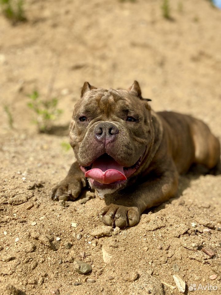 Мальчик Американского булли