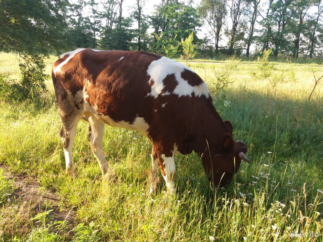 Корова, телки