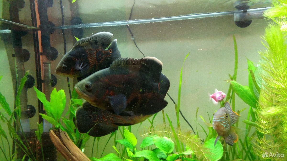 Астронотус