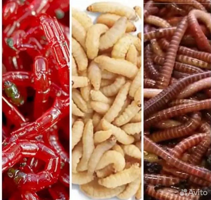 Мотыль, опарыш, черви