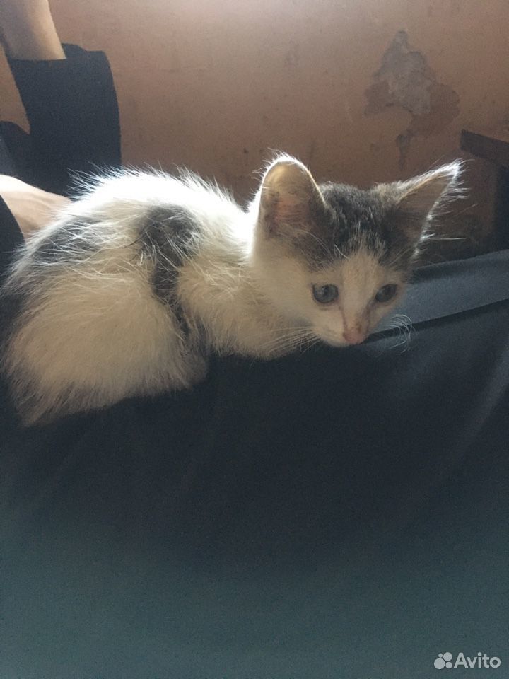 Котёнок в добрые руки