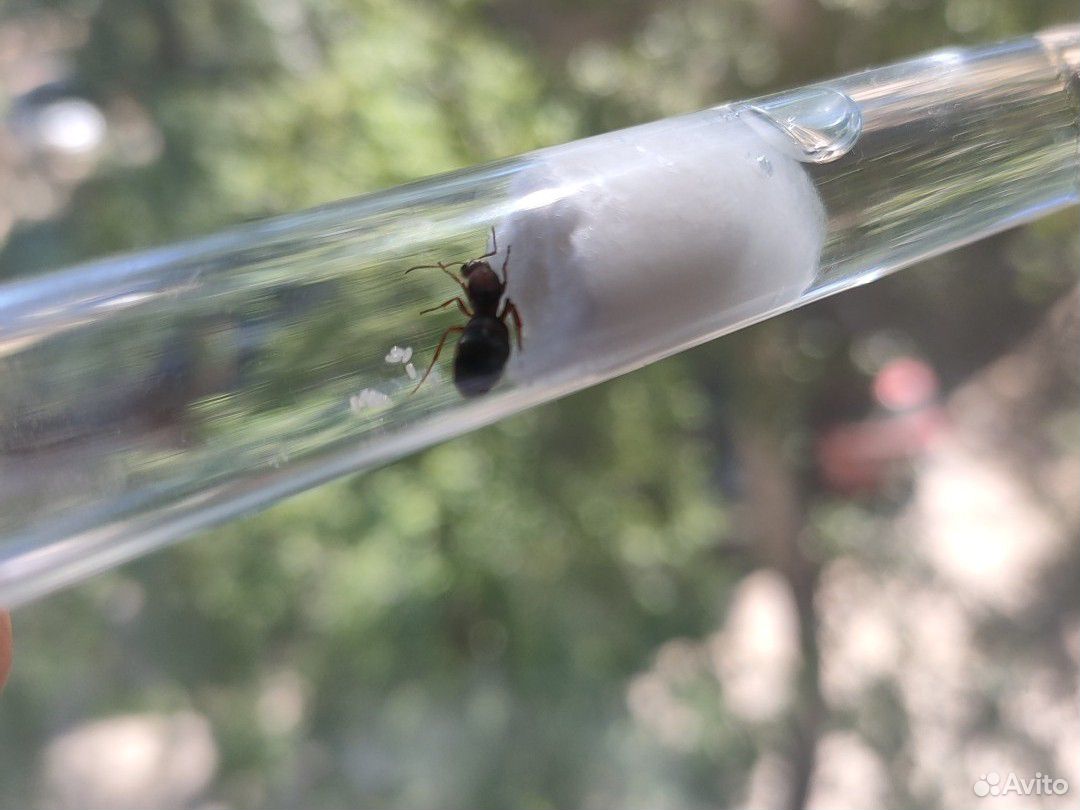 Муравьи:виды Formica cunicularia camponotus piceus