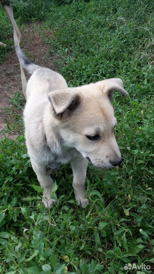 Потеряшка ищет дом