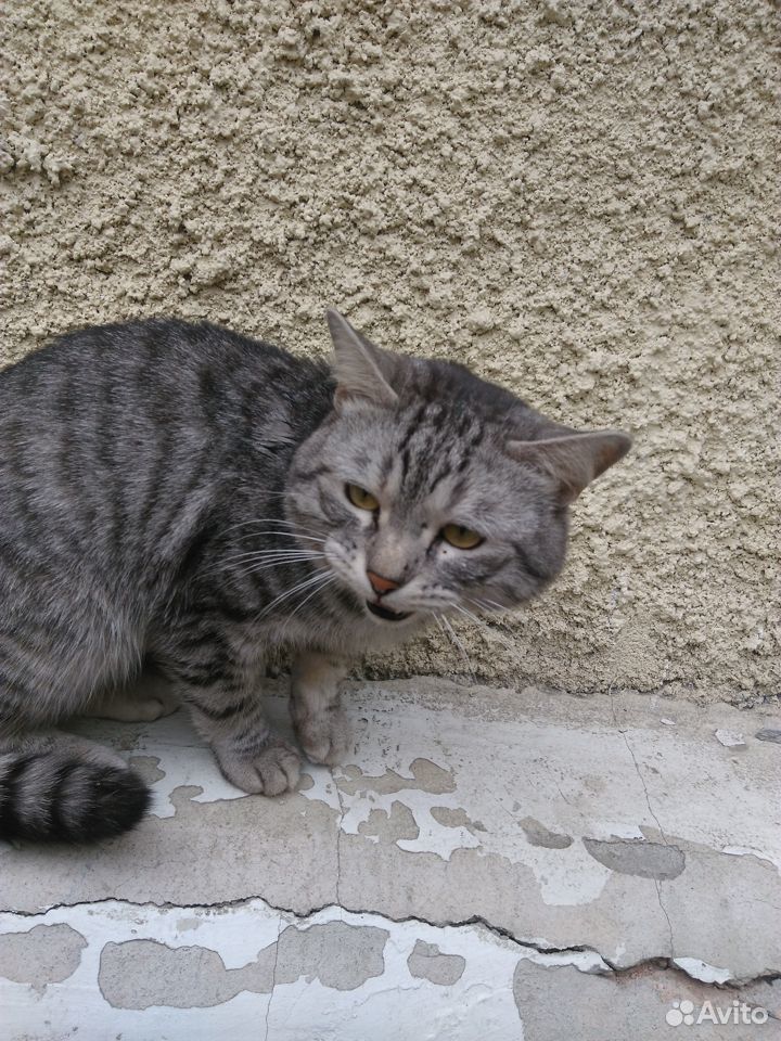 Отдадим молодого котика в надёжные и добрые руки