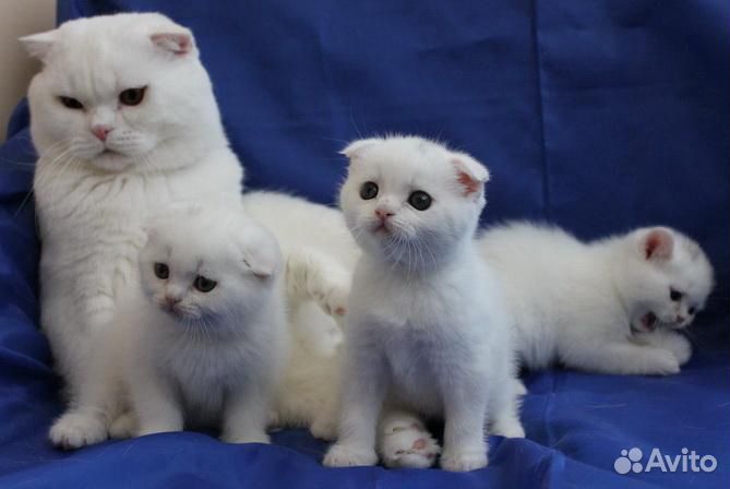Шотландские вислоухие белоснежные малыши