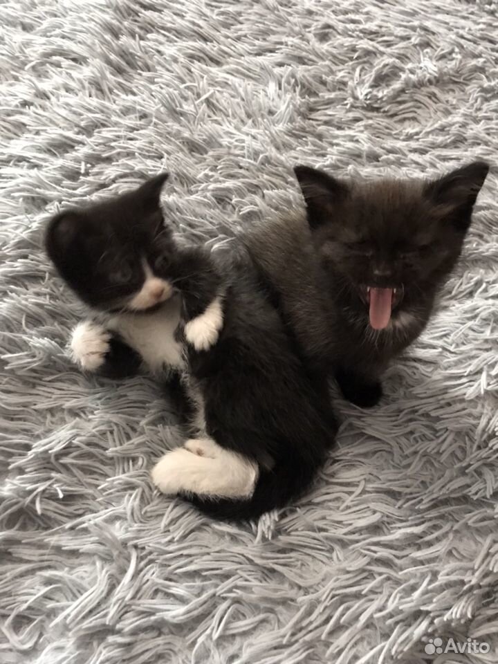 Котята