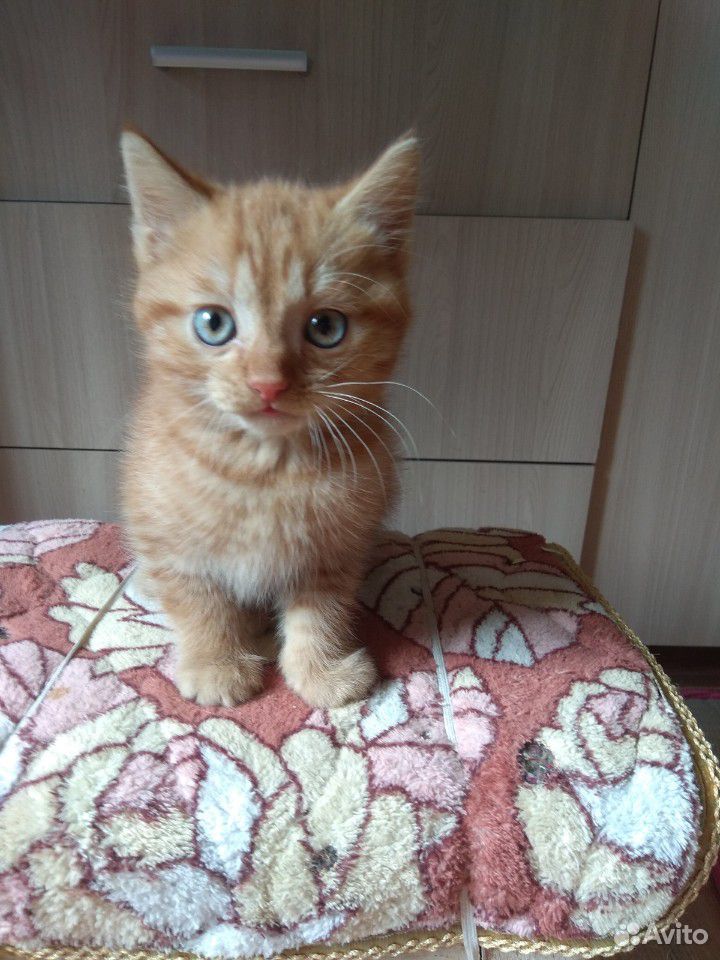 Кот