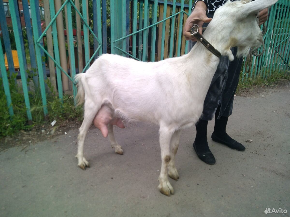 Овца 4 месяца Адель баевская крупная порода коза д