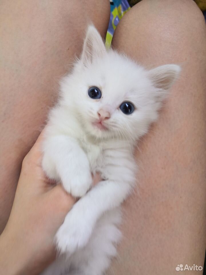 Две милашки ищат дом