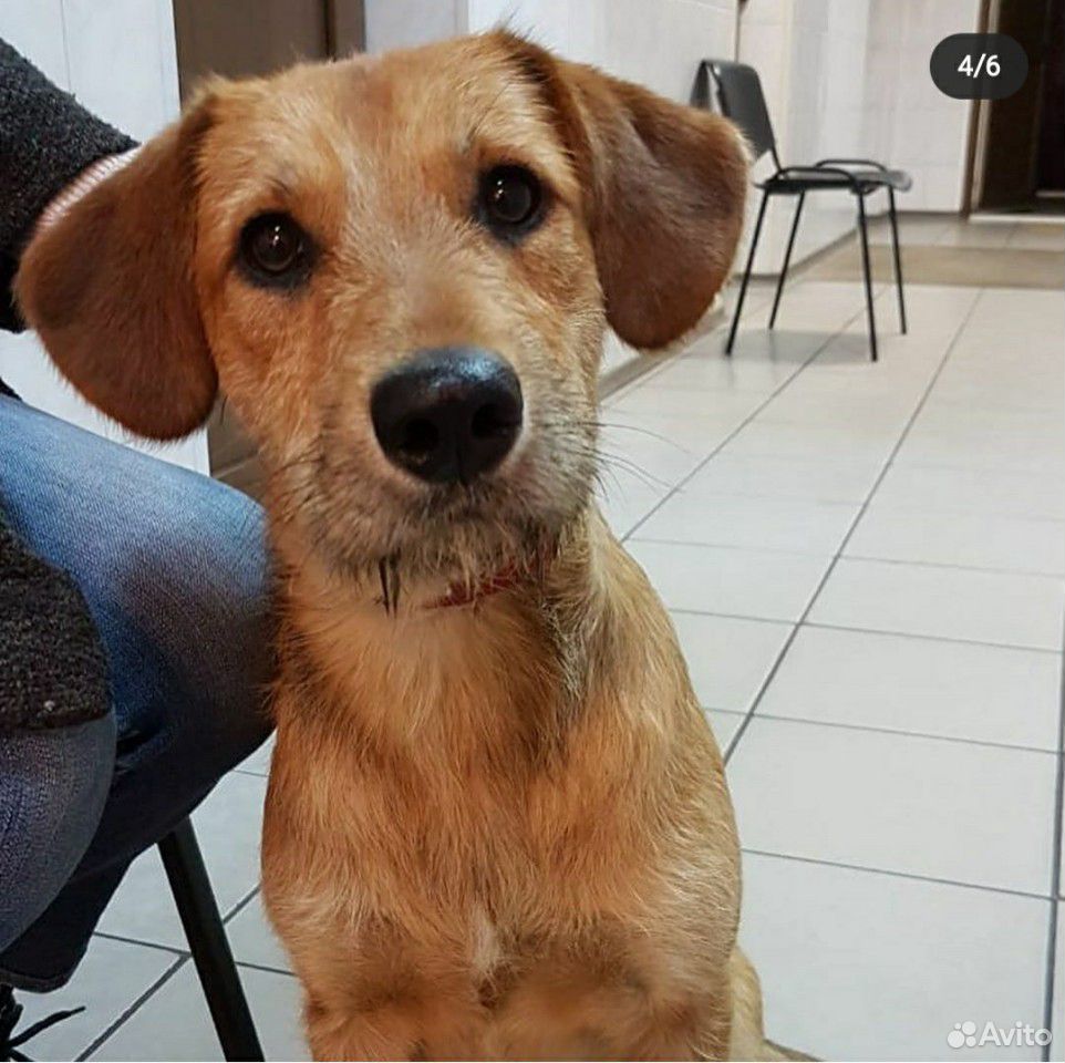 Чарли в поиске домаПристраивается в дар