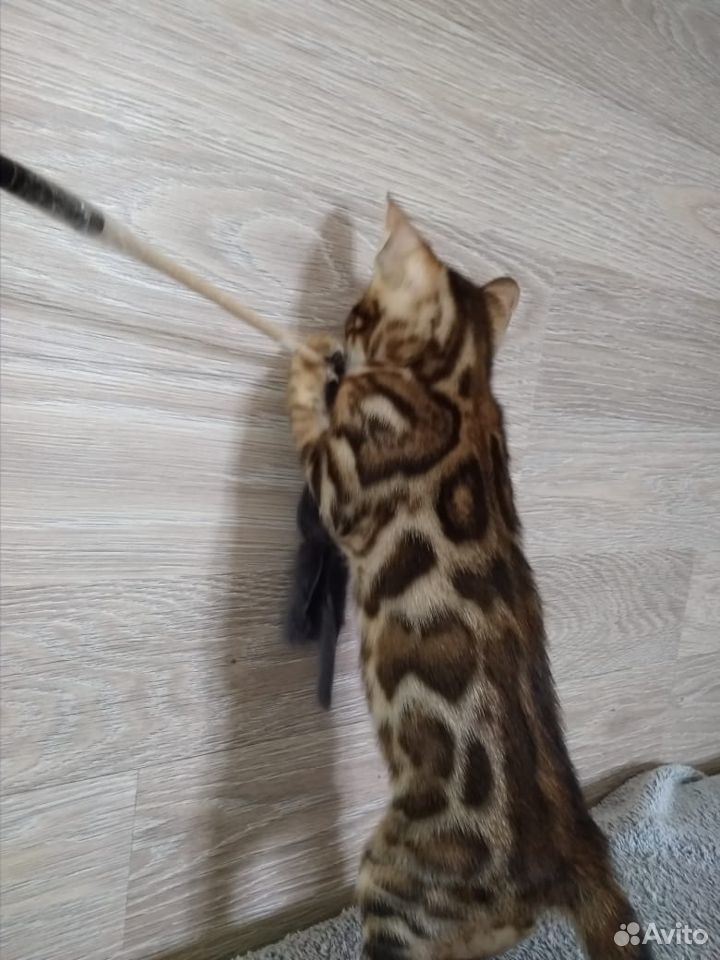 У нас подрастают роскошные бенгальские малыши маль