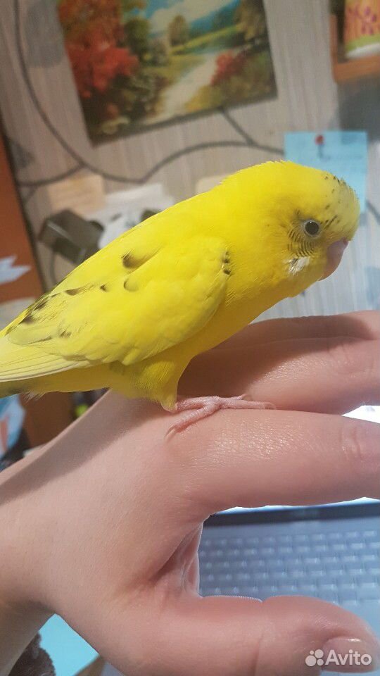 Попугайчик