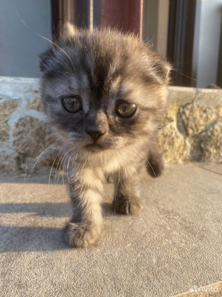 Вислоухий котёнок