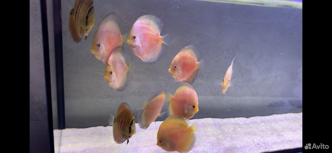 Дискусы rеd wнiте discus