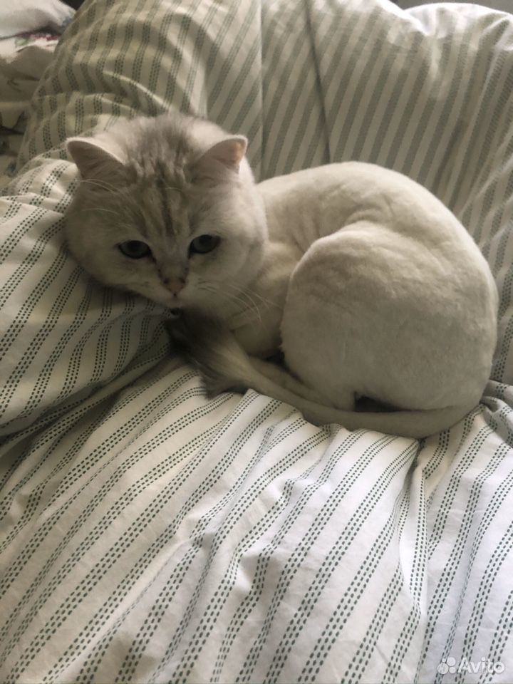 Шотландец котик