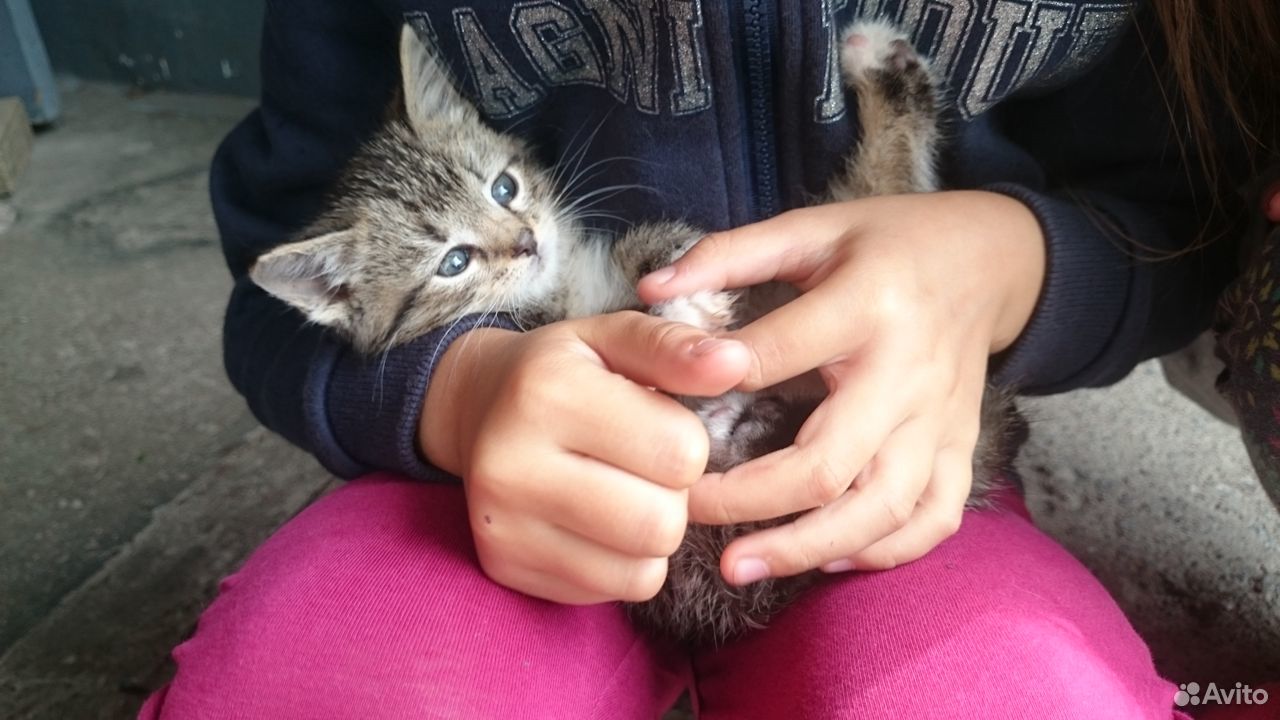 Котёнок 1 месяц