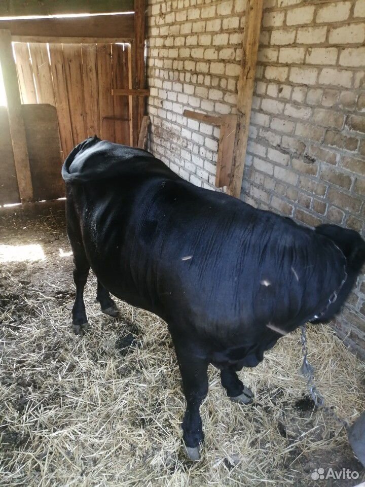 Бычек на откорме